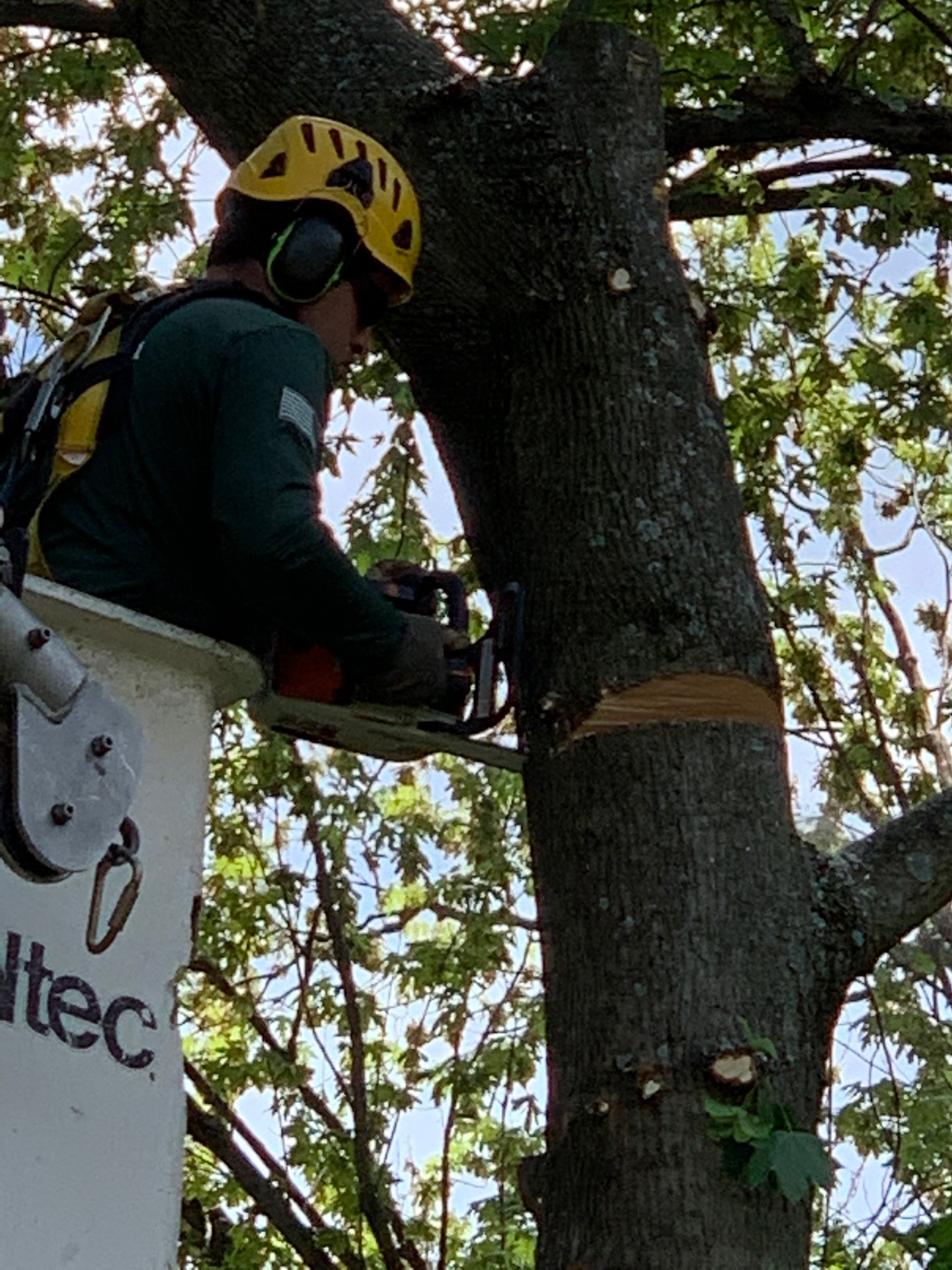 Photo Gallery | Columbia Tree Care