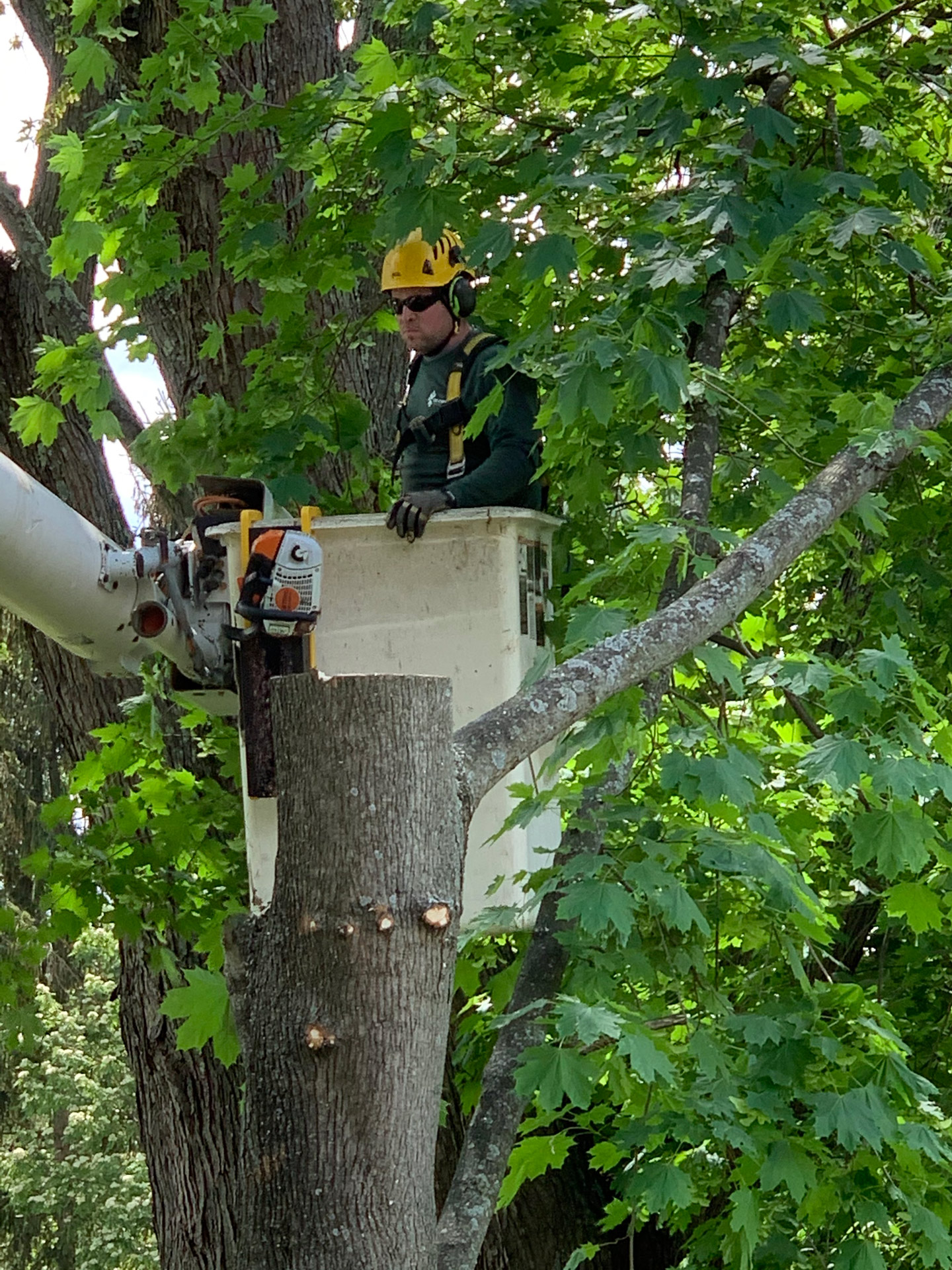 Photo Gallery | Columbia Tree Care