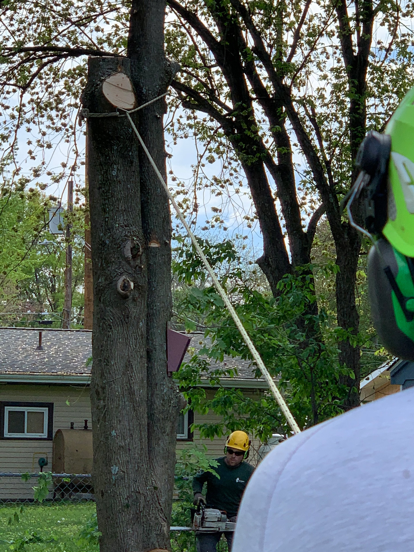 Photo Gallery | Columbia Tree Care