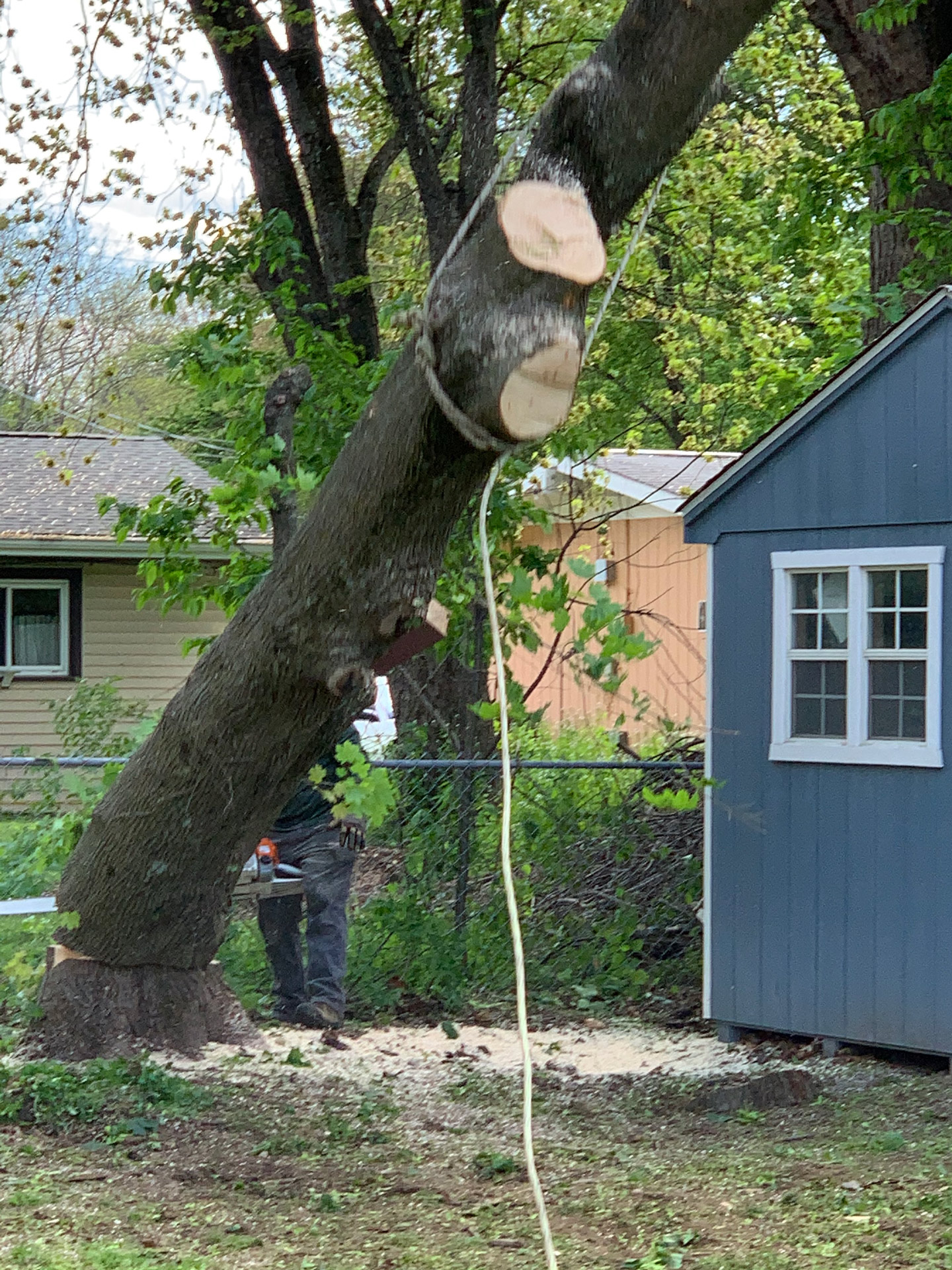 Photo Gallery | Columbia Tree Care